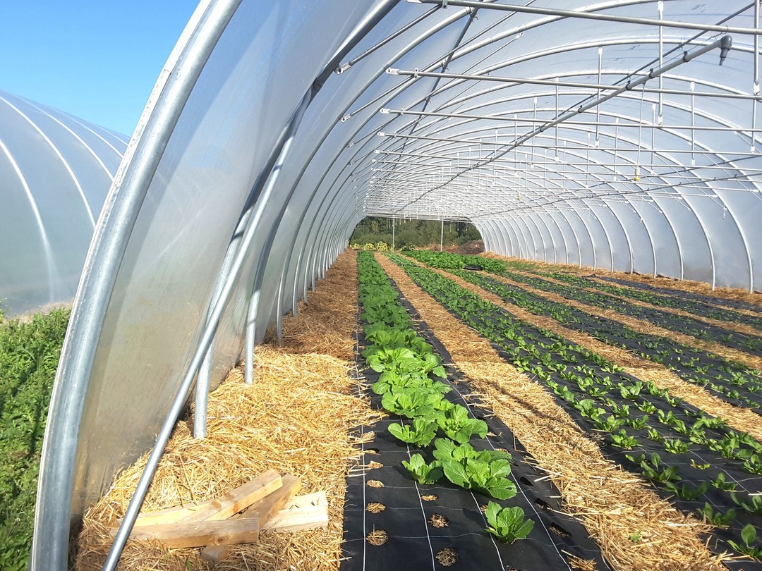 Serre Multichapelle Baltique pour une Irrigation Efficace